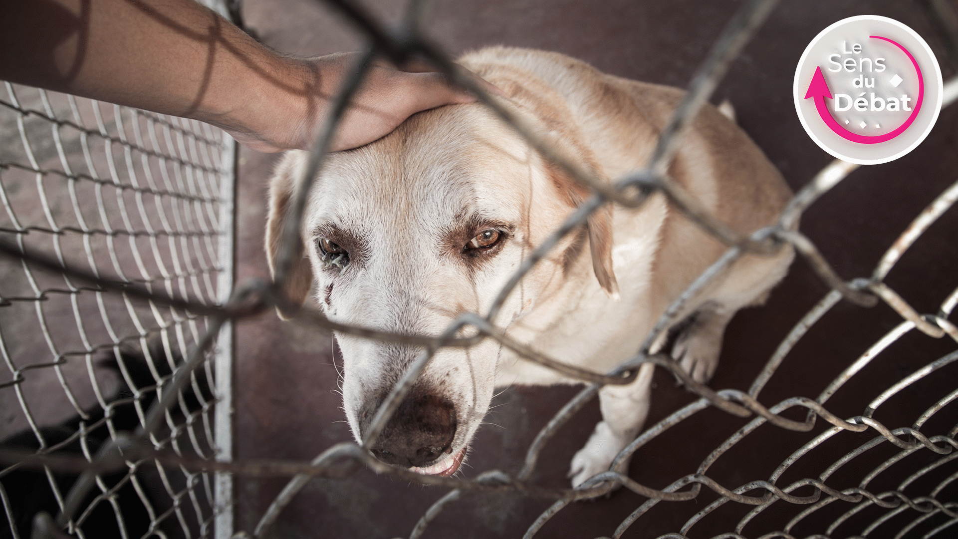 Comment lutter efficacement contre la maltraitance animale ? - DéFI